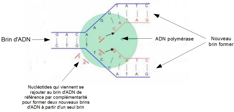 ADN polymérase :: Télomérase et cancer